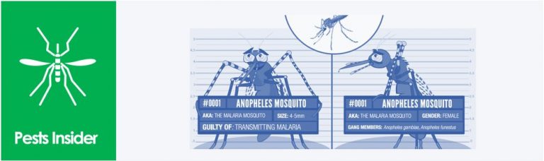 Muỗi Anopheles – PestsInsider